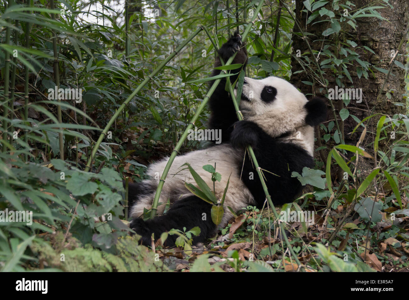 Panda reaching for stalks of bamboo, Bifeng Xia, Sichuan Province ...