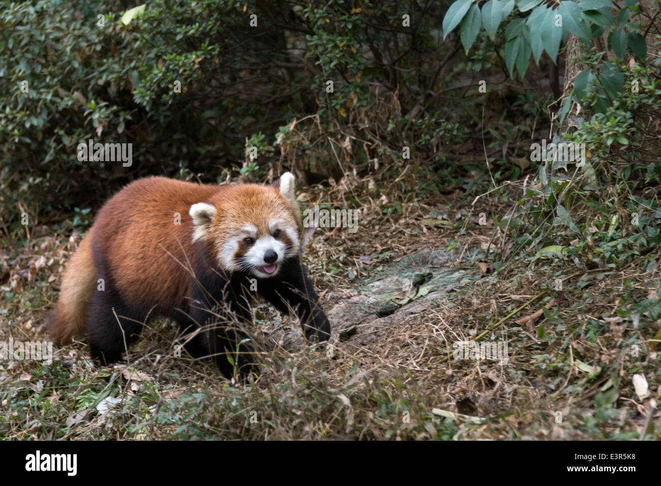 Red panda taking a walk, Panda Research Base, Chengdu, China Stock ...