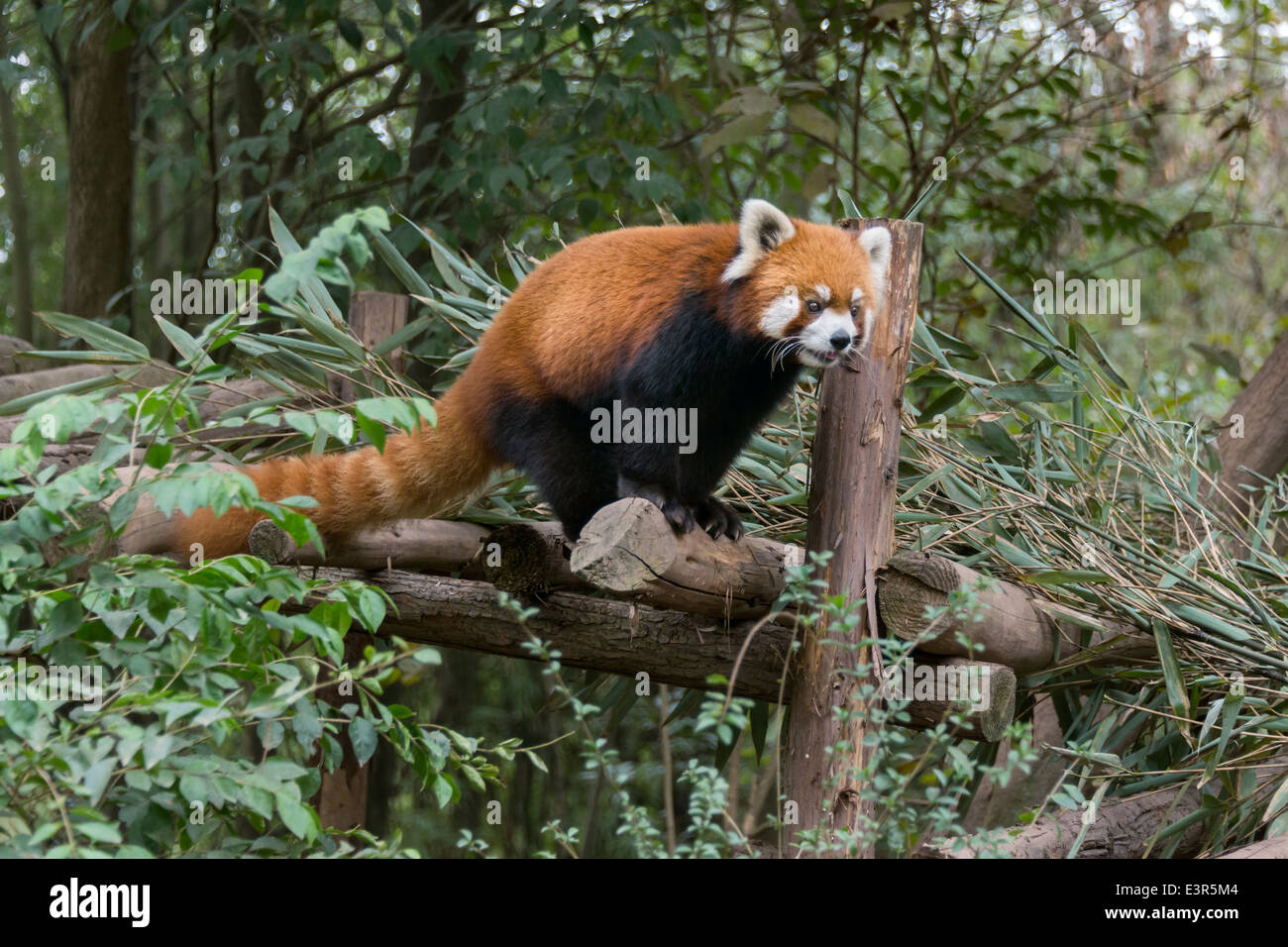 Red panda standing on a wooden structure, Panda Research Base, Chengdu ...