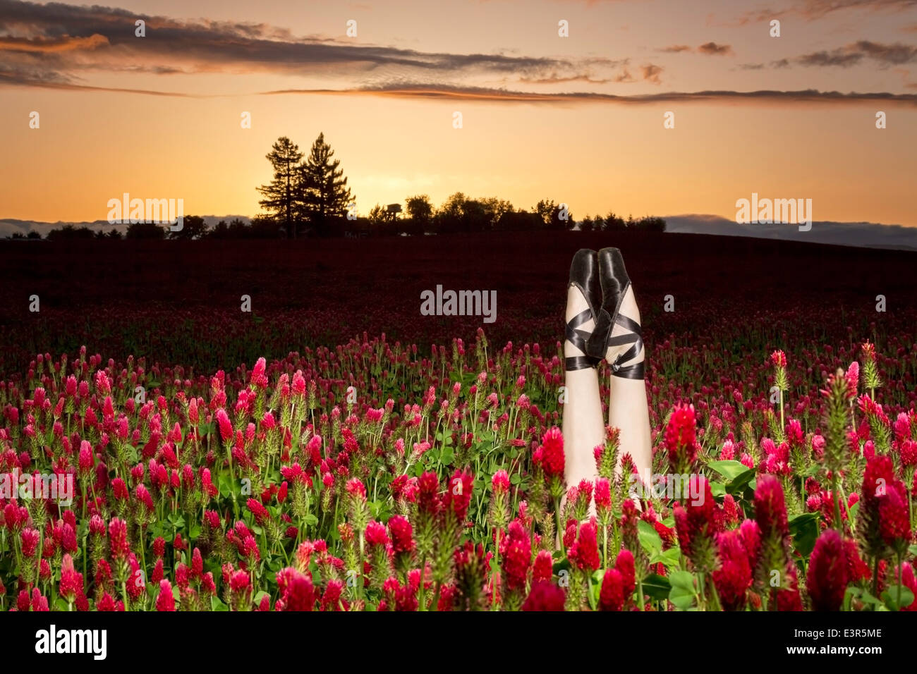 Ballerina dancing in a clover field at sunset Stock Photo - Alamy