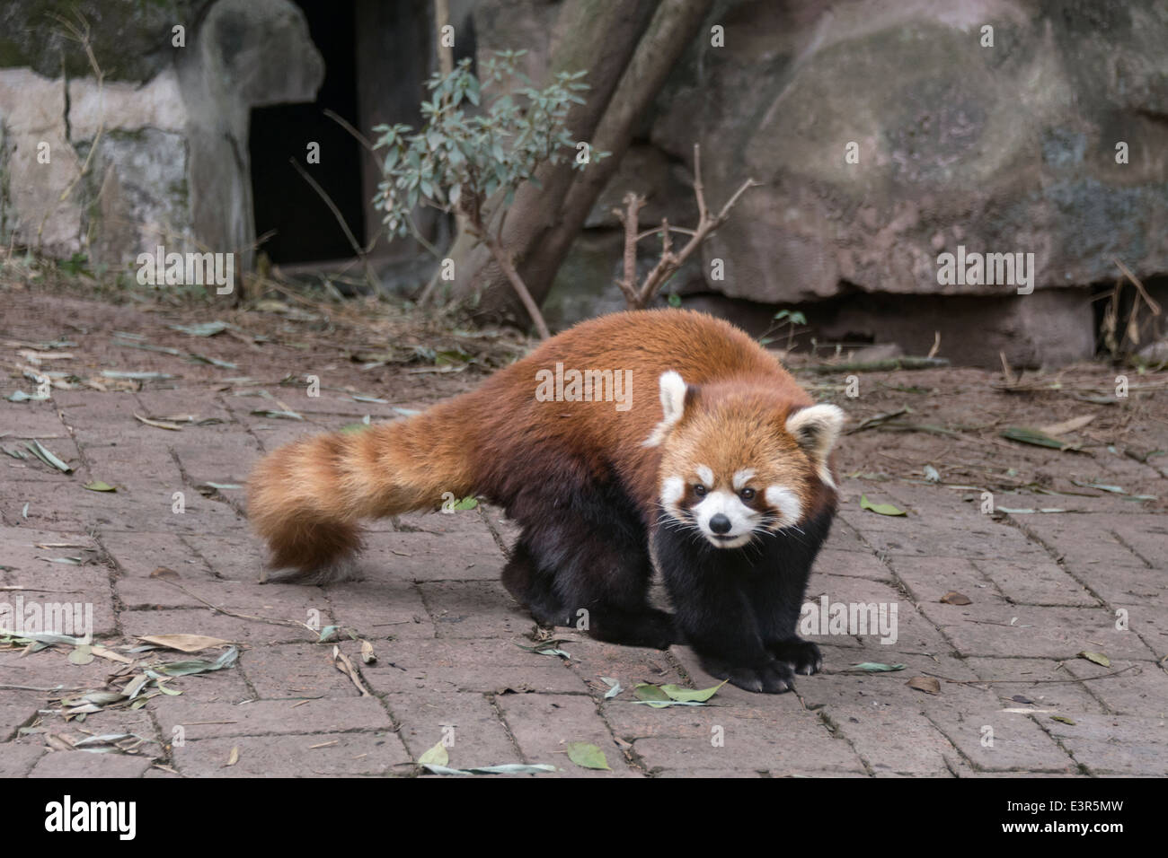 Panda research hi-res stock photography and images - Alamy