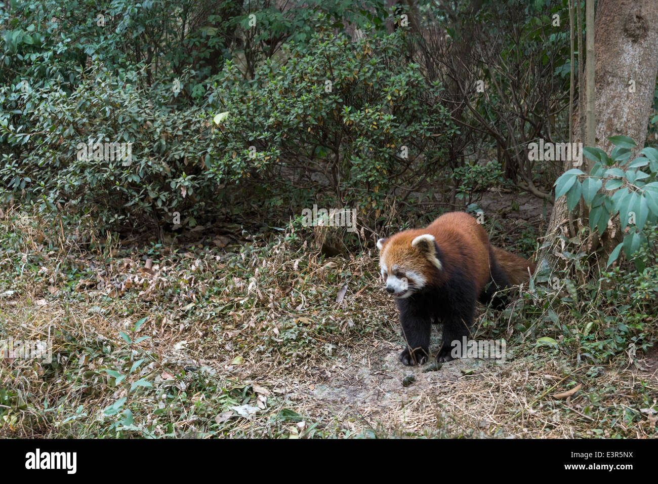 Red panda emerging from the bush, Panda Research Base, Chengdu, China ...