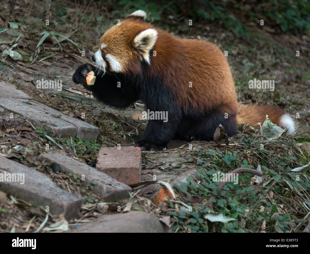 Red panda eating apple hi-res stock photography and images - Alamy