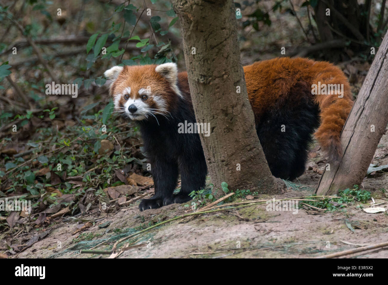 Red panda by a tree, Panda Research Base, Chengdu, China Stock Photo ...