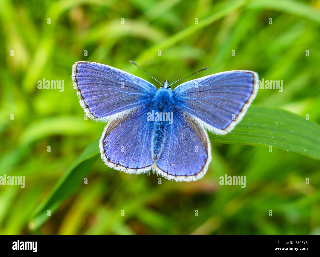 A male Common Blue butterfly (Polyommatus icarus), England, UK British ...