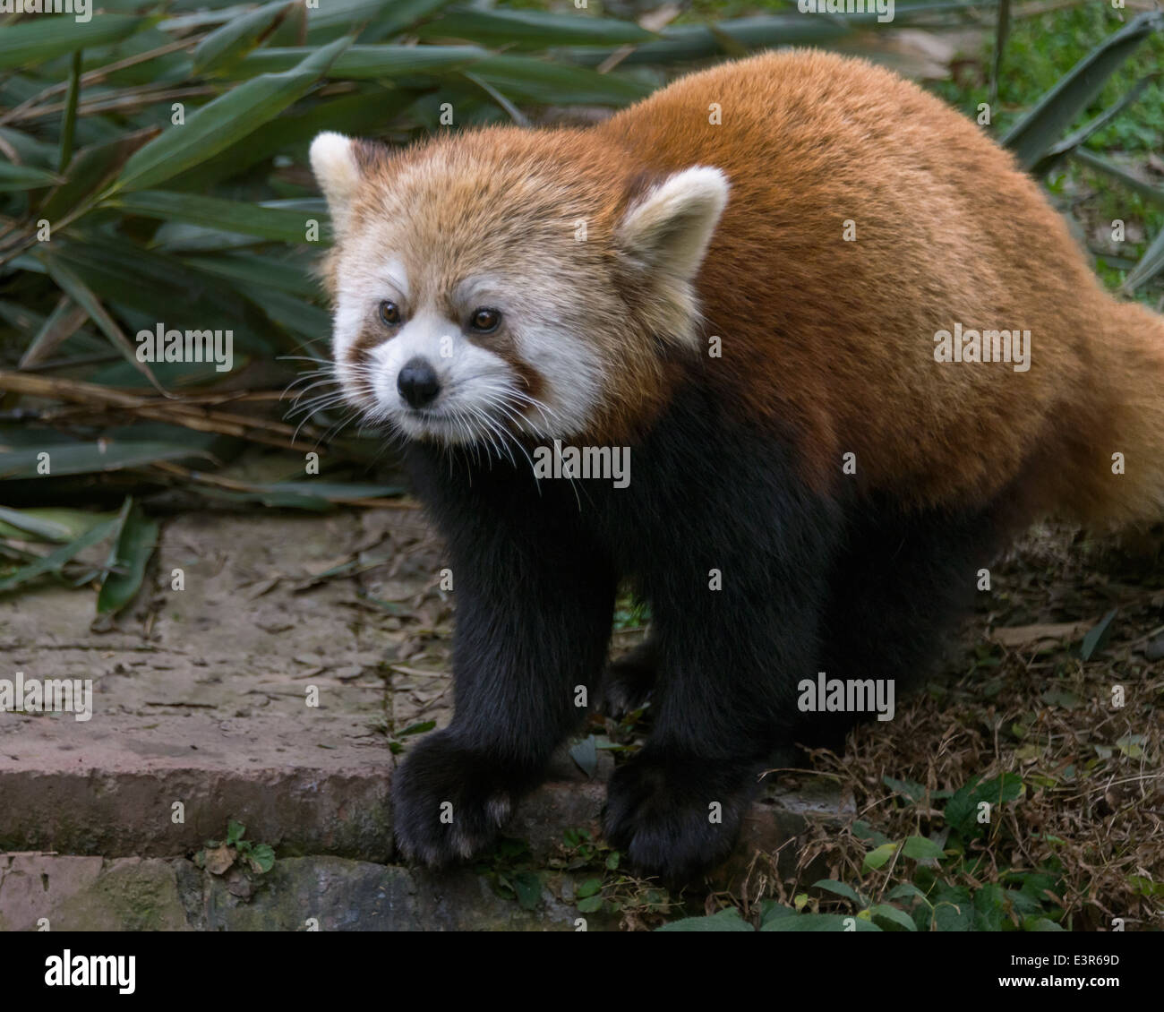 Red panda standing on a step, Panda Research Base, Chengdu, China Stock ...