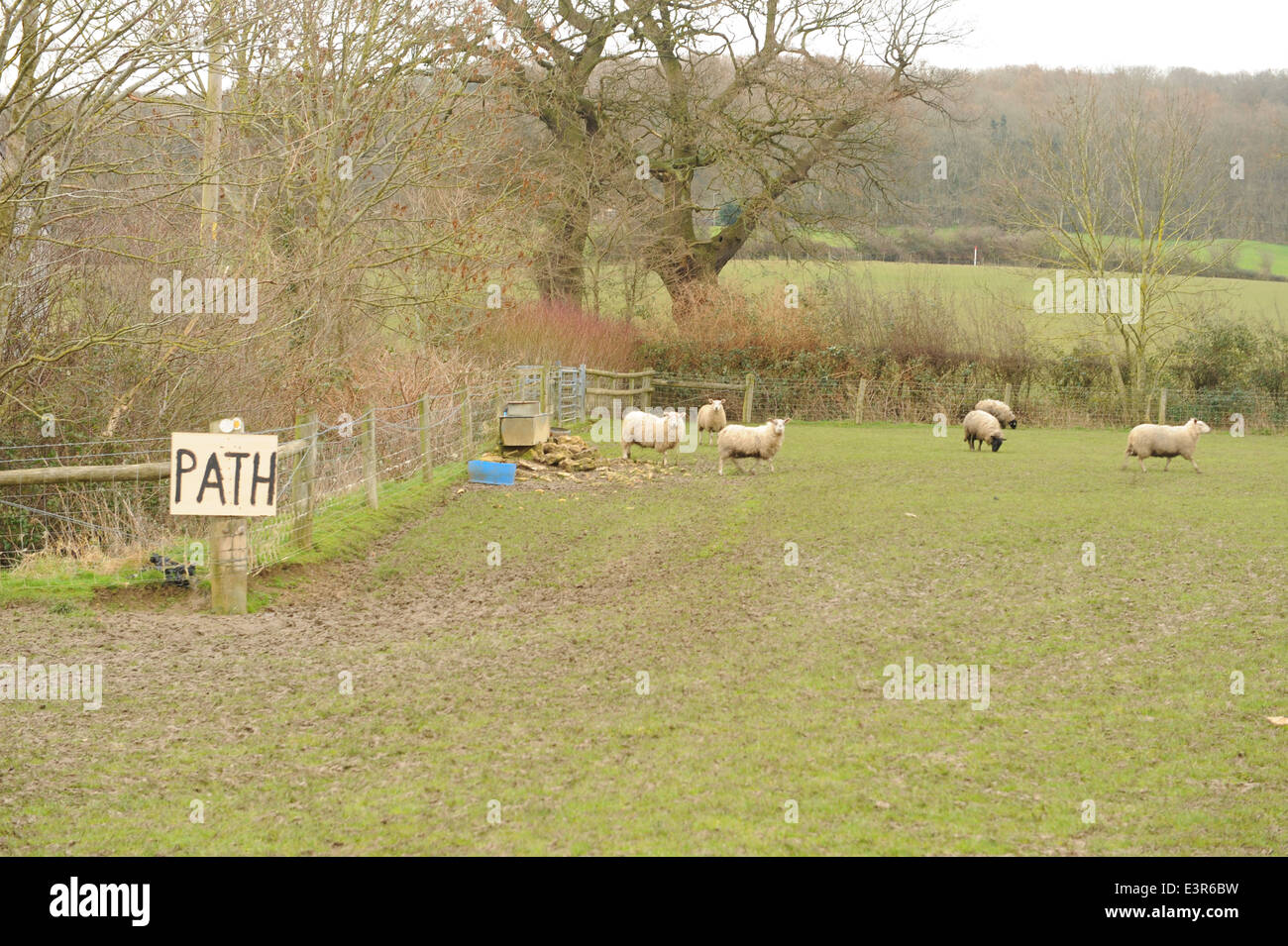 Sheep in a Field with a Path sign attached to a wooden post close to ...