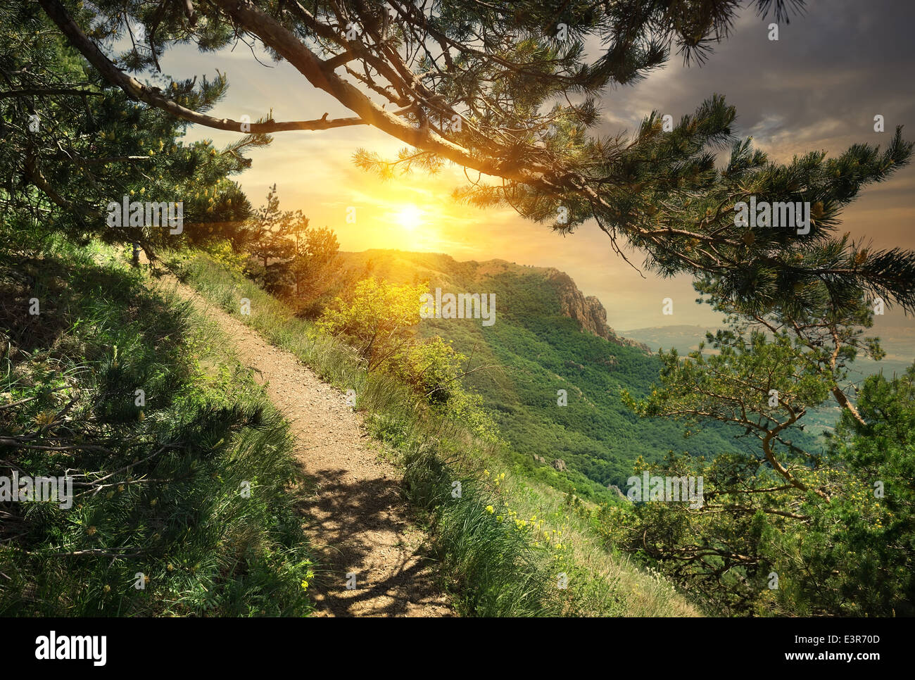 Pine ridge forest hi-res stock photography and images - Alamy
