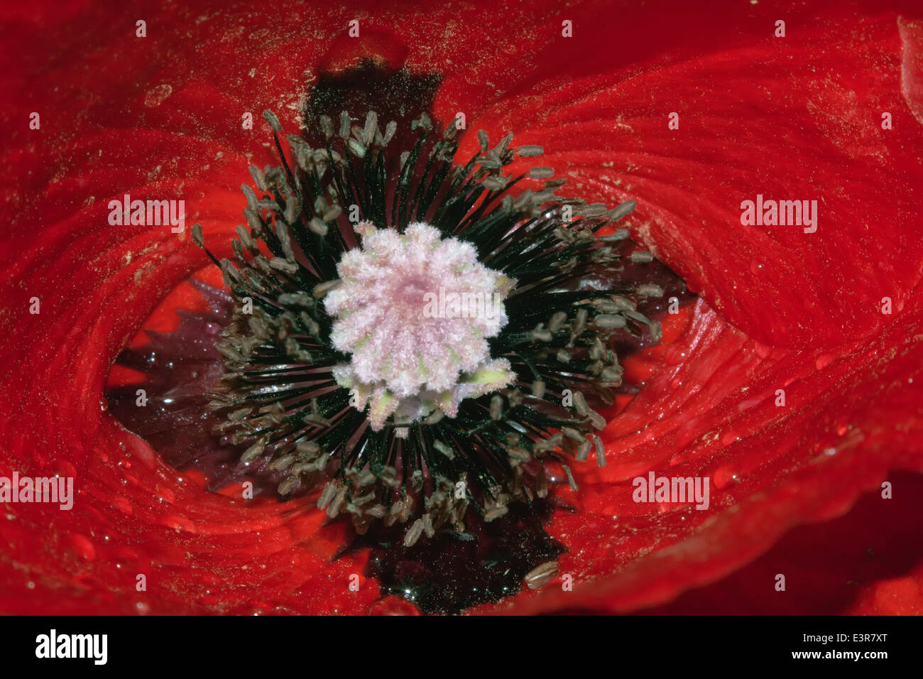 Centre of a poppy hi-res stock photography and images - Alamy