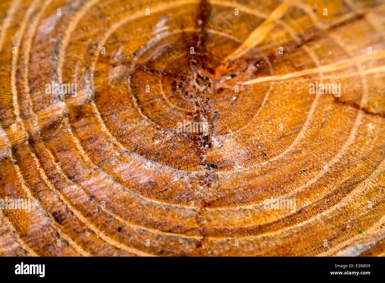 Cross section of tree trunk showing growth rings Stock Photo - Alamy