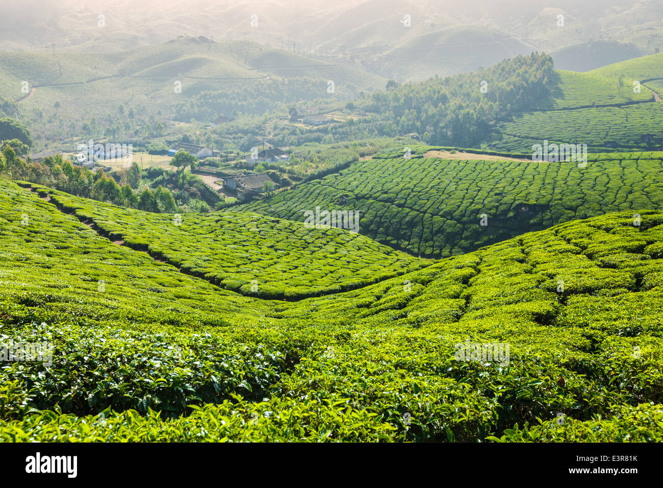 Kerala India travel background - green tea plantations in Munnar ...