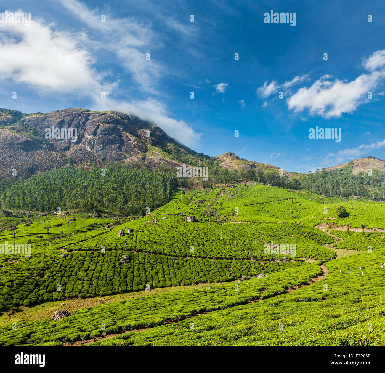 Kerala India travel background - green tea plantations in Munnar ...