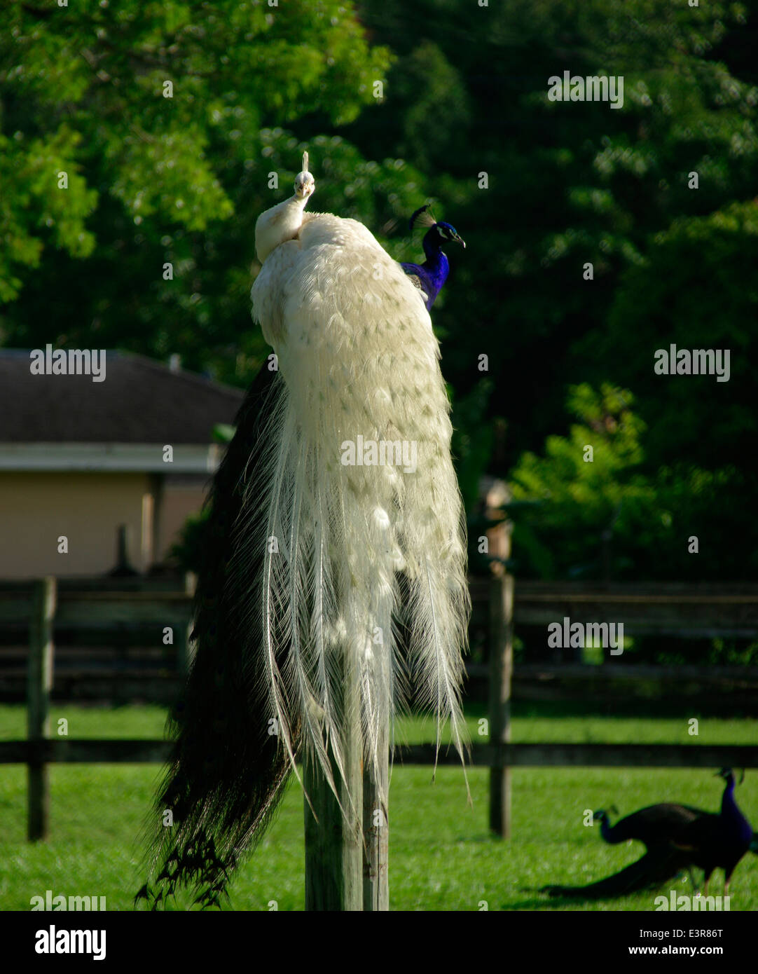 White Blue Peacock Wallpaper