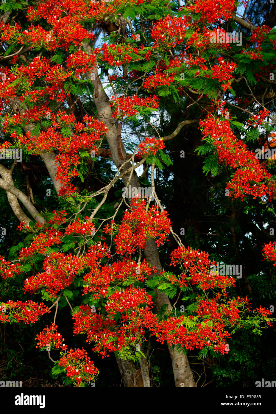 Royal Ponciana Detail Stock Photo - Alamy