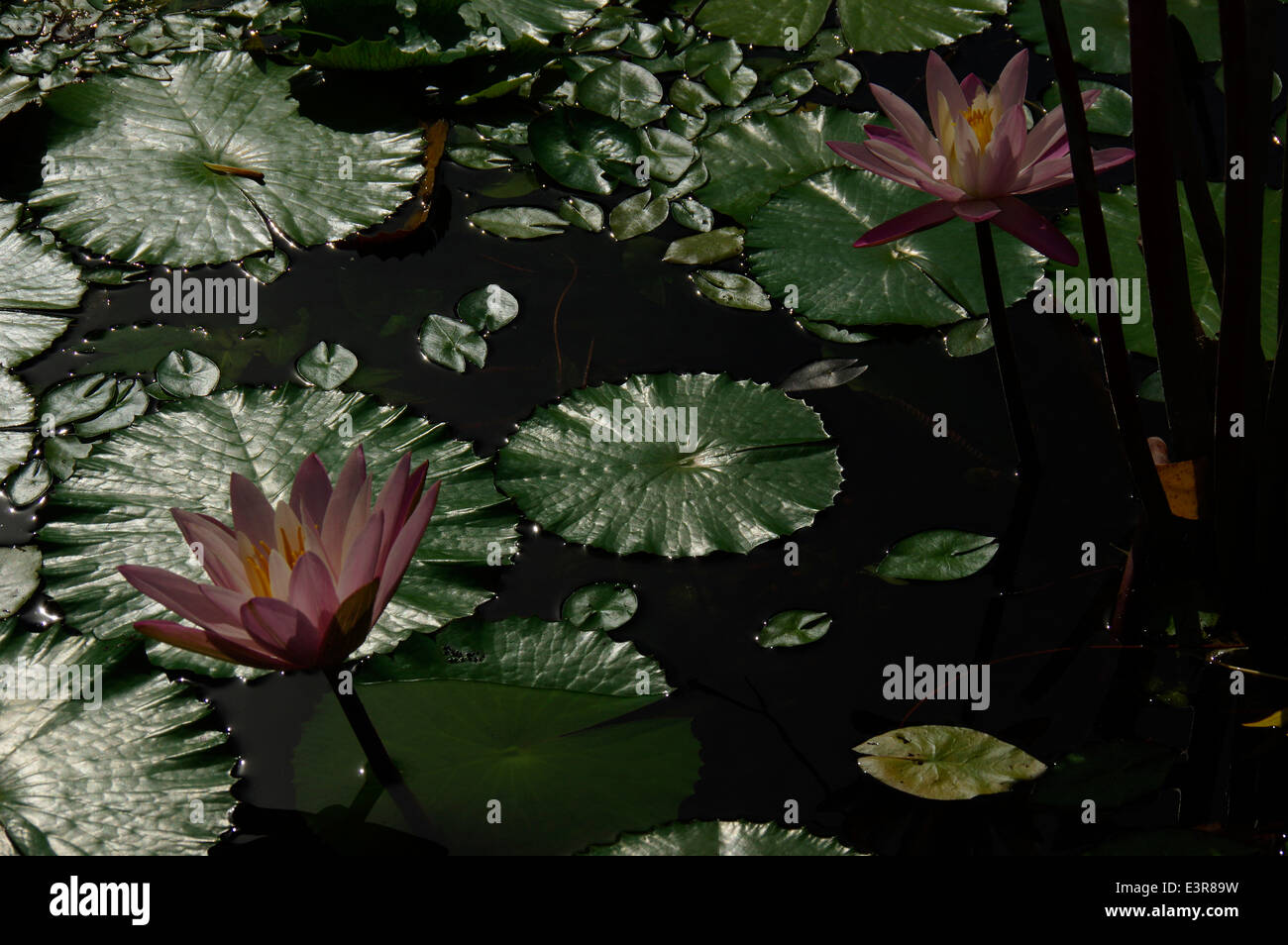 Lilies in Early Morning Stock Photo - Alamy