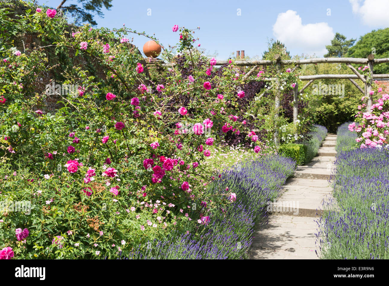 Path with colourful red and pink roses and lavender in the rose garden ...