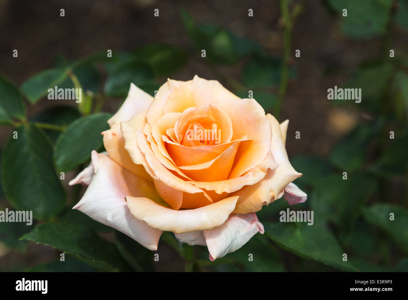 Single bloom of David Austin rose, the orange or peachy-coral coloured ...
