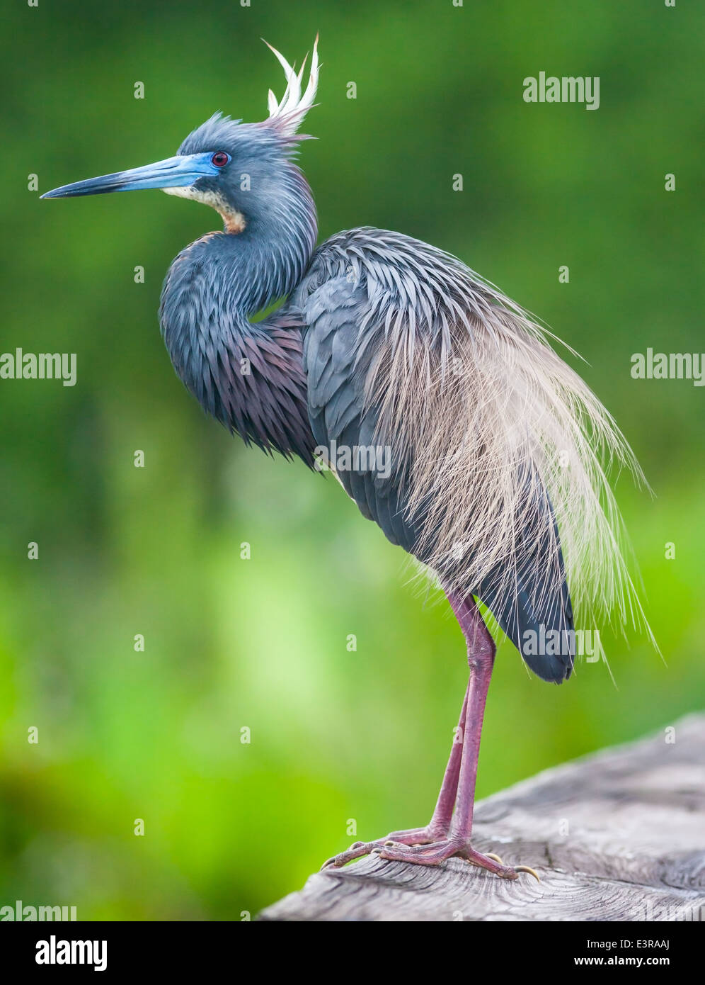 Tricolored Heron