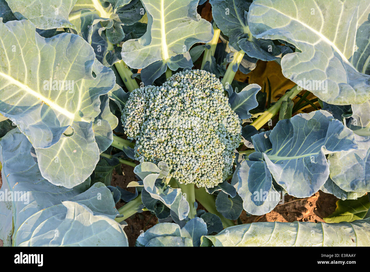 Broccoli plantation hi-res stock photography and images - Alamy