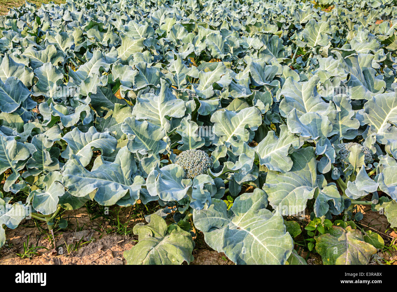 Broccoli growing up in the agricultural garden Stock Photo - Alamy