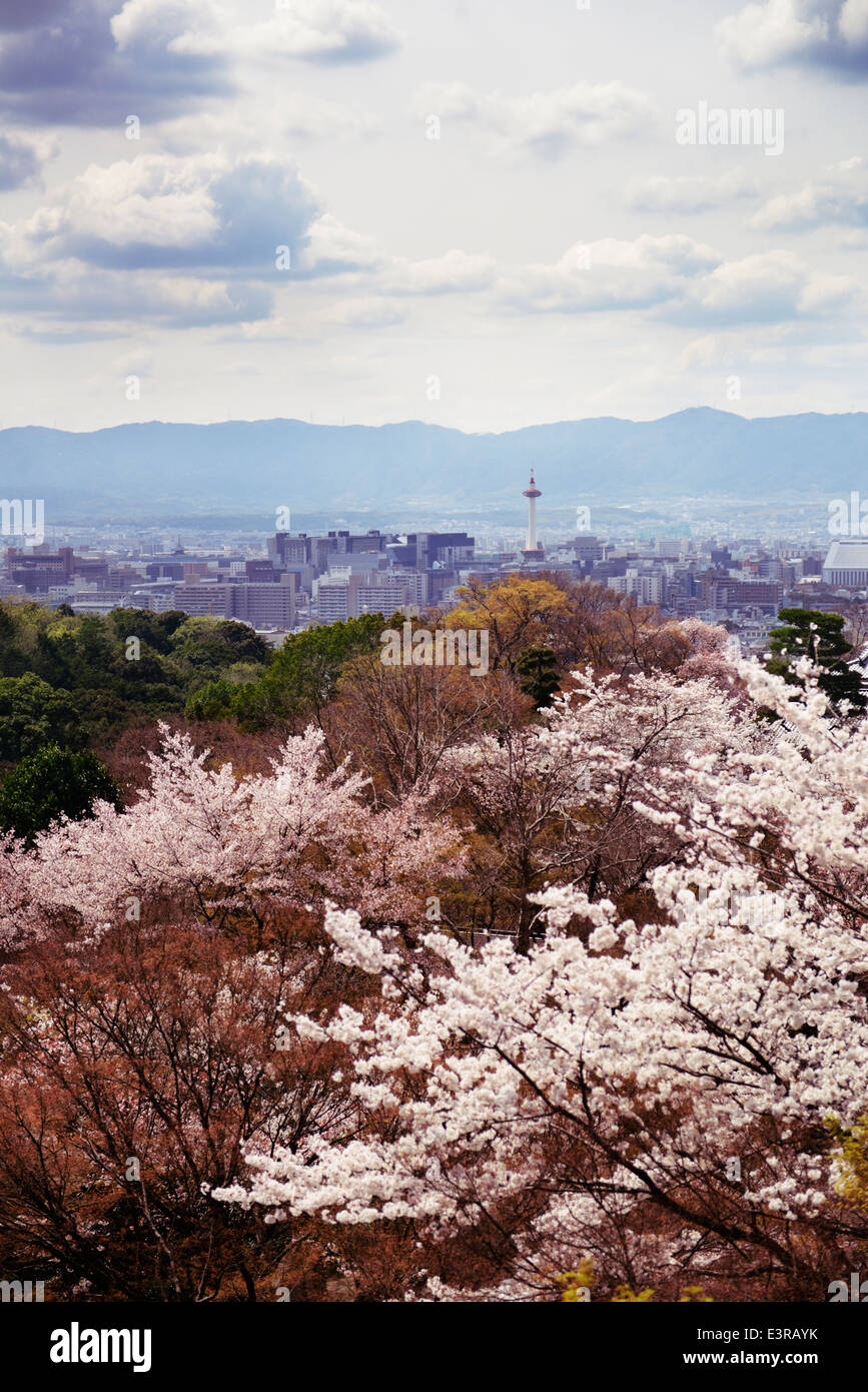 Kyoto tower and city downtown skyline during cherry blossom in spring ...