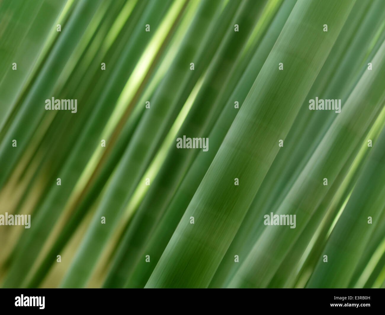 Forest abstract hi-res stock photography and images - Alamy