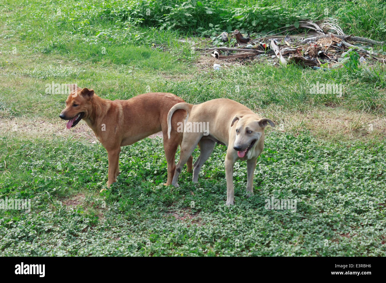 Group of dogs of different breeds hi-res stock photography and images ...