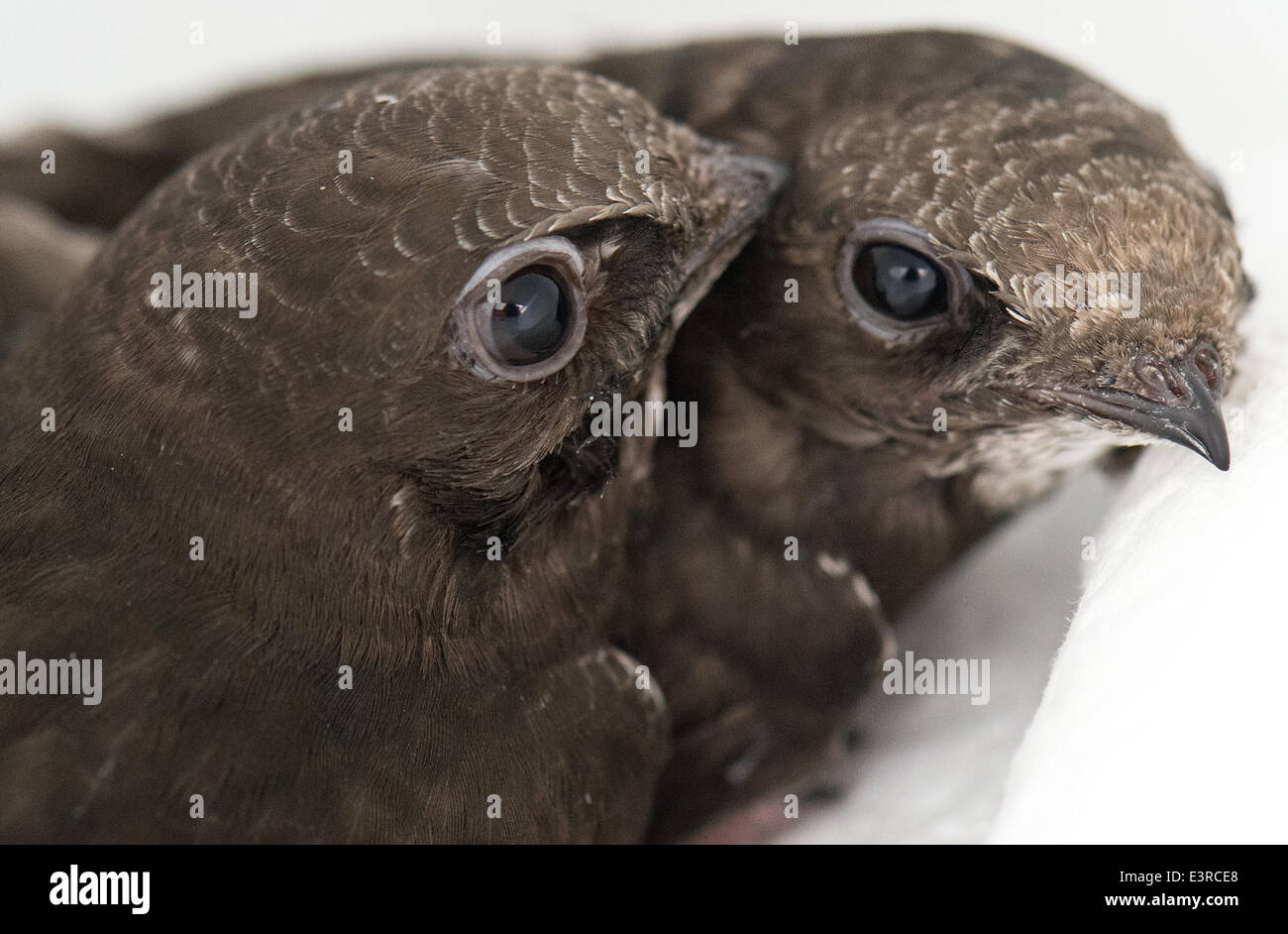 Two common swifts cuddle up to each other upon their arrival at the ...