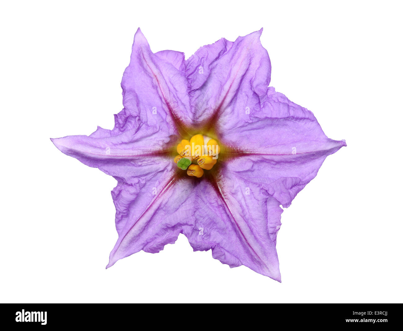 Crop flower Cut Out Stock Images & Pictures - Alamy