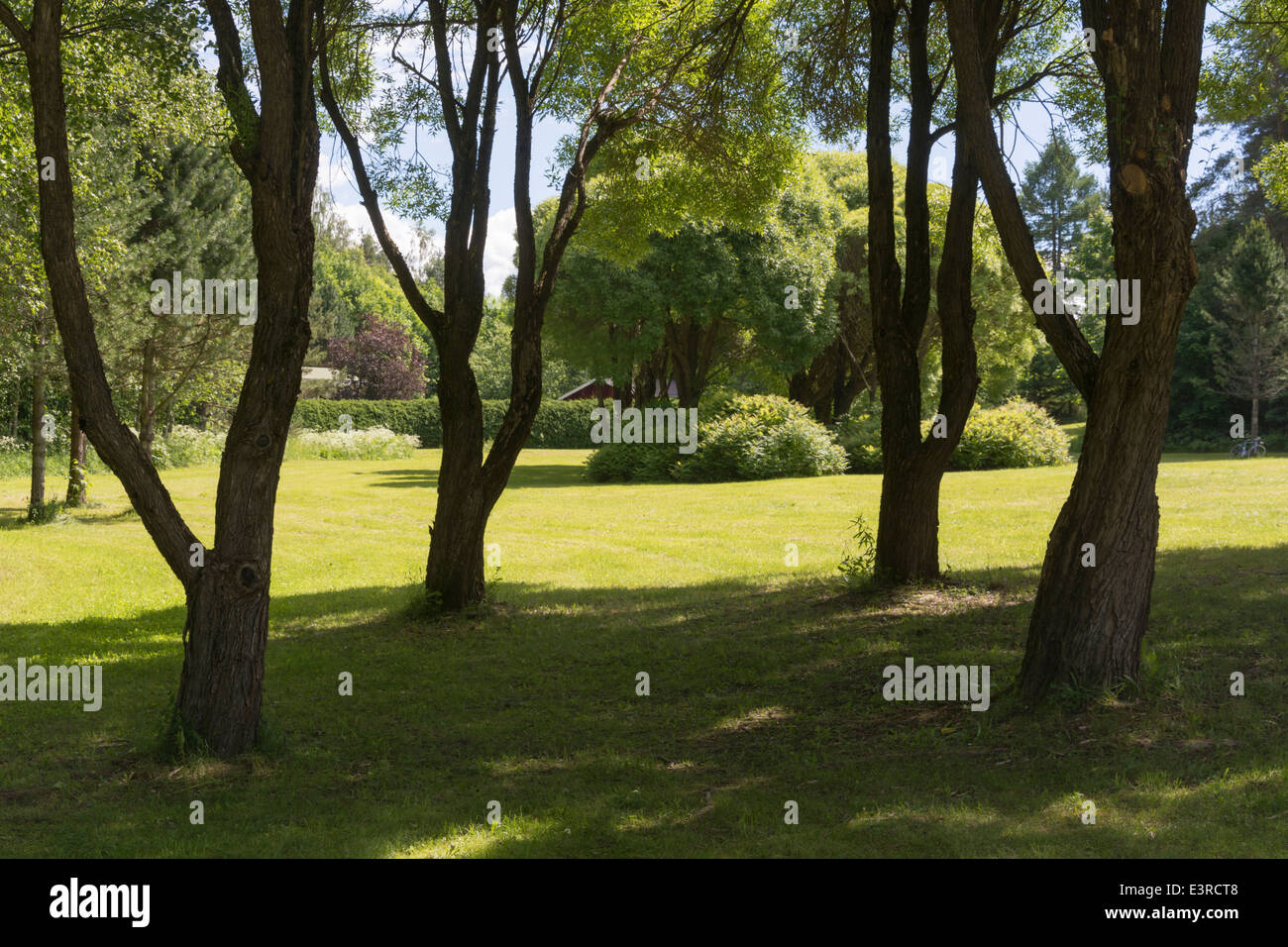 Brittle Willow Trees in a Parki in Southern Finland Stock Photo - Alamy
