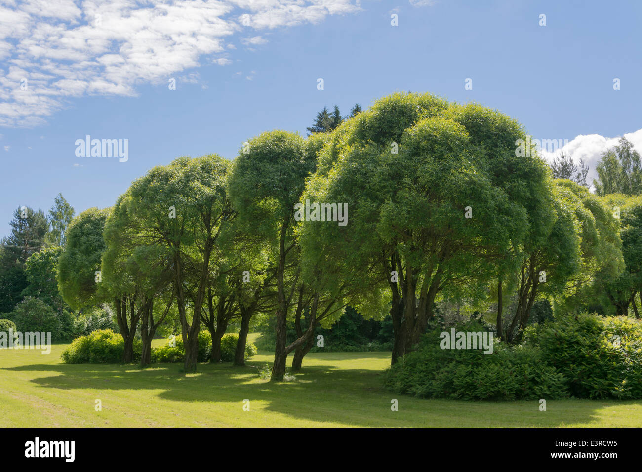 Brittle Willow Trees in a Parki in Southern Finland Stock Photo - Alamy