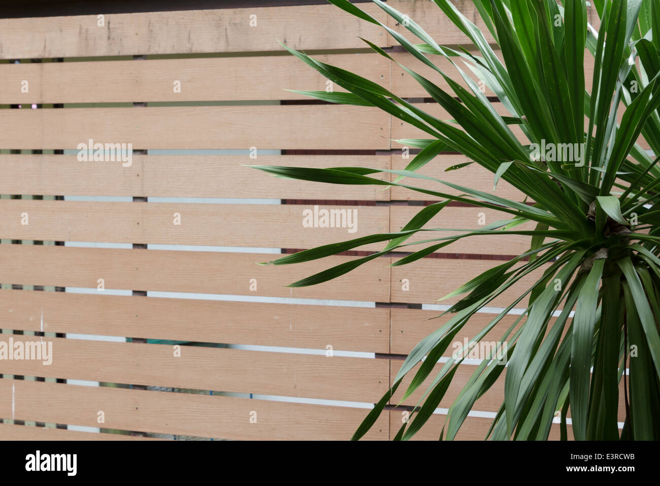 Plan tree hi-res stock photography and images - Alamy
