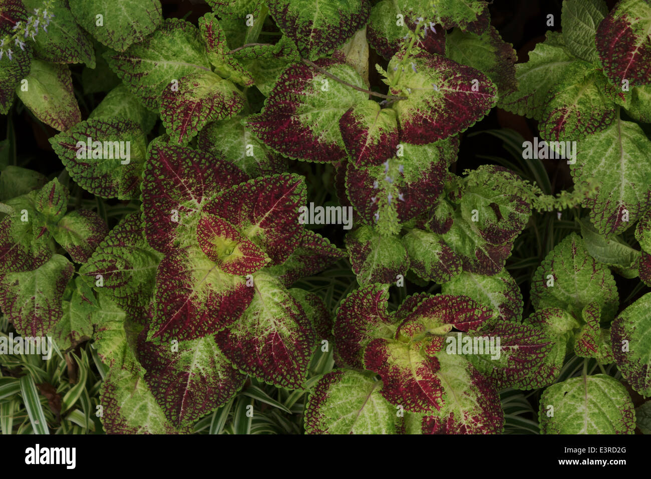 Ornamental plants hi-res stock photography and images - Alamy