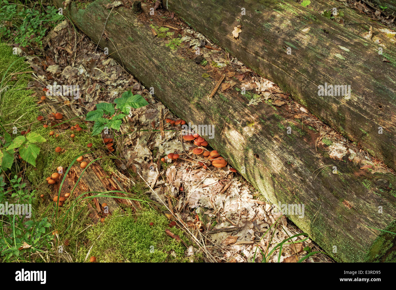 trunks of the cut trees in the wood Stock Photo - Alamy
