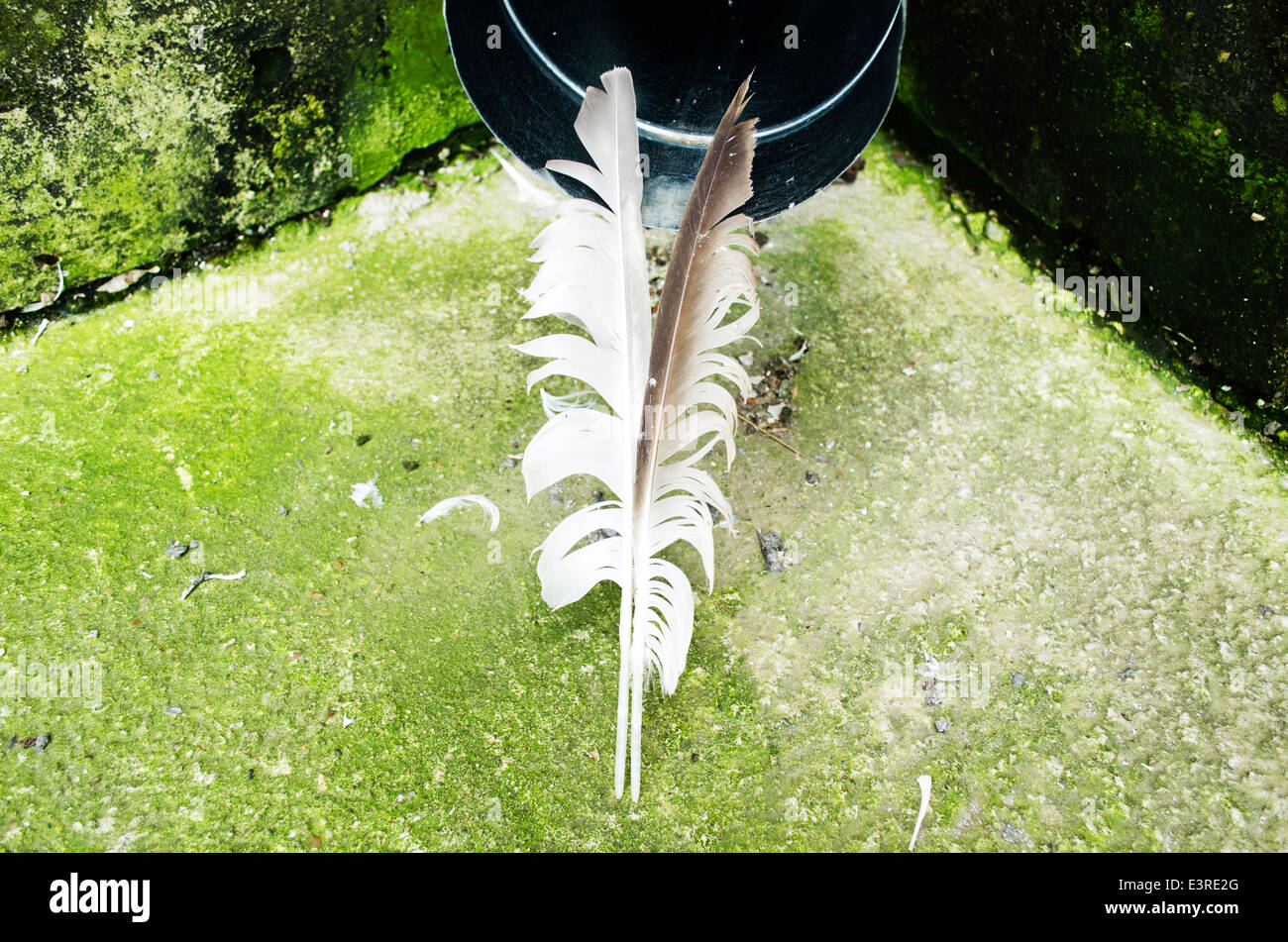 Two feathers on green outdoor background Stock Photo - Alamy
