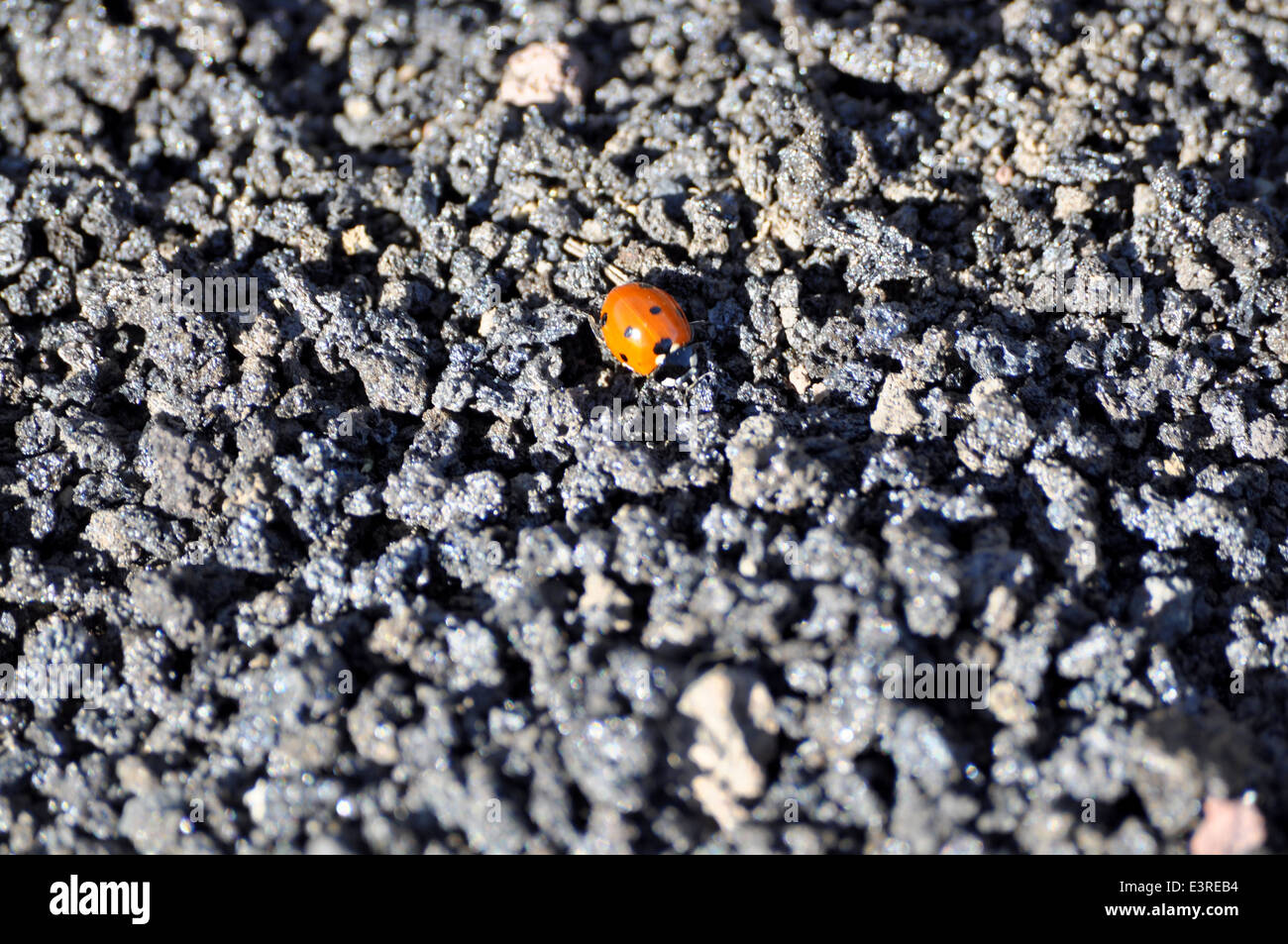 Volcano Etna, Etna Park, Ladybug on the lava, Catania, Sicily, Italy ...