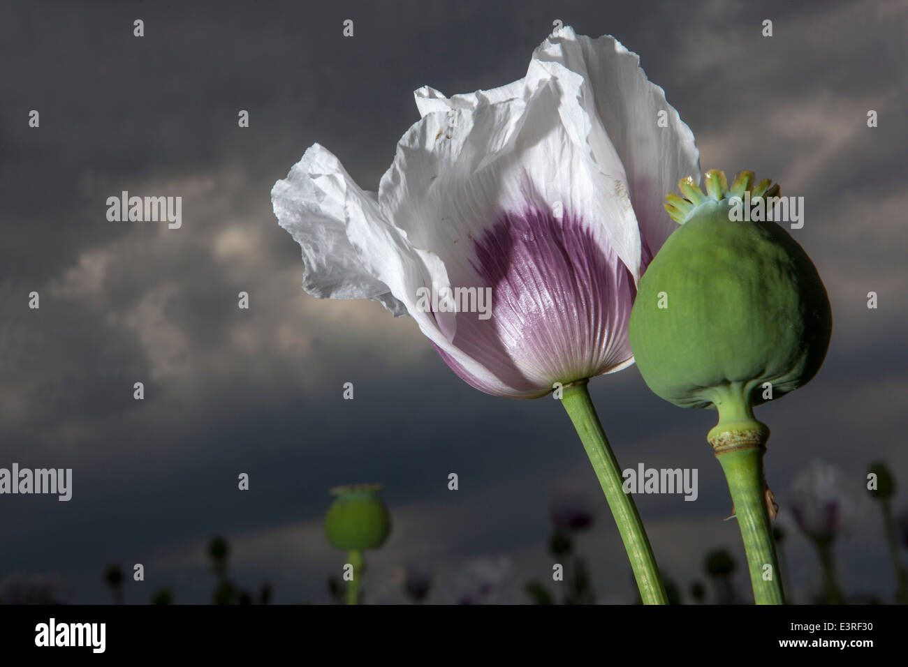 Papaver somniferum opium poppy hi-res stock photography and images - Alamy
