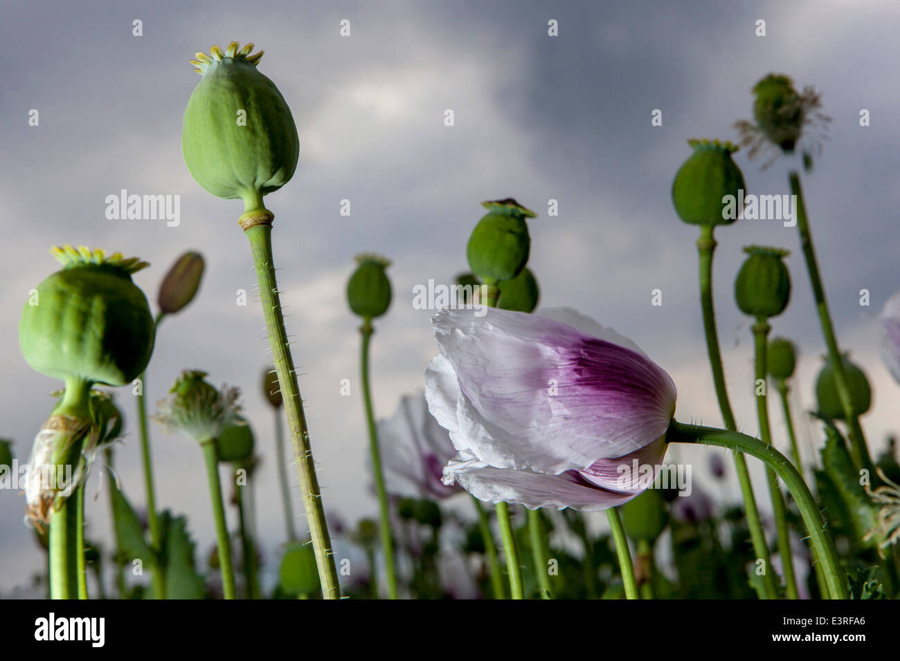 Opium Poppy Field High Resolution Stock Photography and Images - Alamy