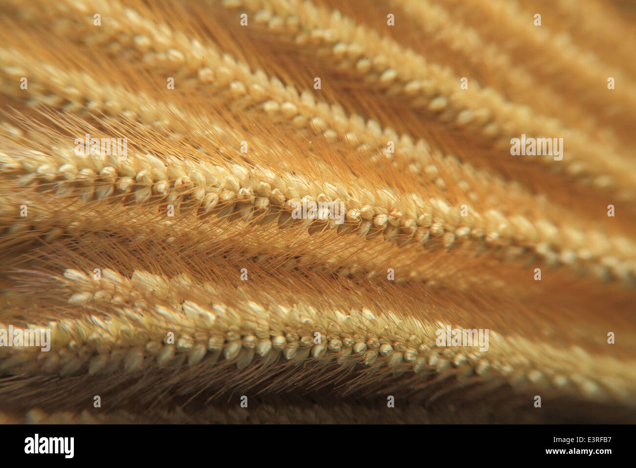 Barley rice hi-res stock photography and images - Alamy