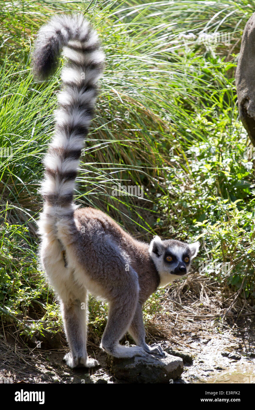 Long raised tail hi-res stock photography and images - Alamy