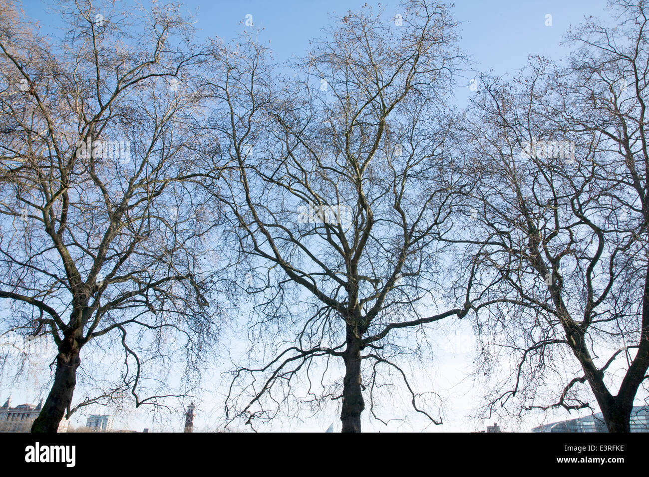 Winter Trees in London, England, UK Stock Photo - Alamy