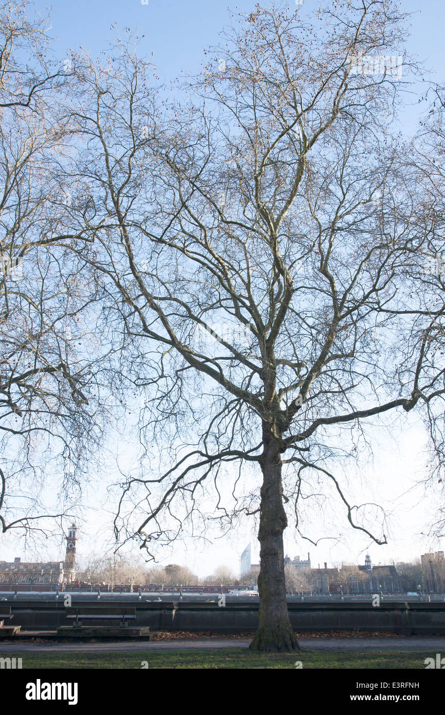 Winter Trees in London, England, UK Stock Photo - Alamy