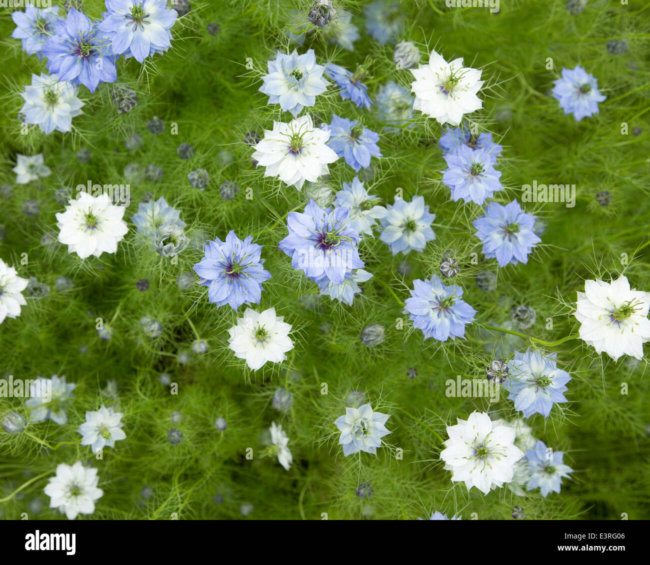 Mist flowers hi-res stock photography and images - Alamy