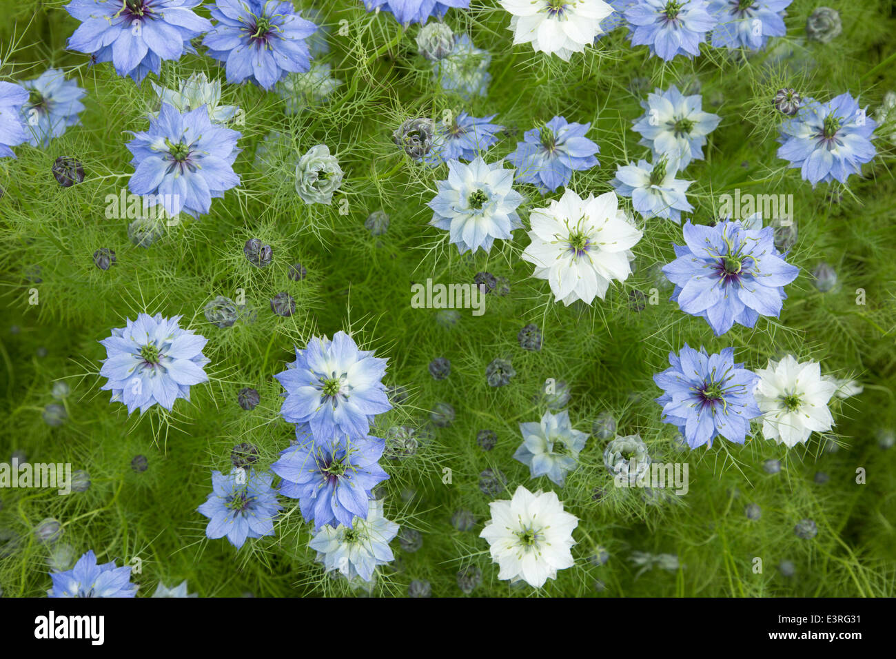 Close up of 'Love in a mist' flowers, droplets of water on some flowers ...