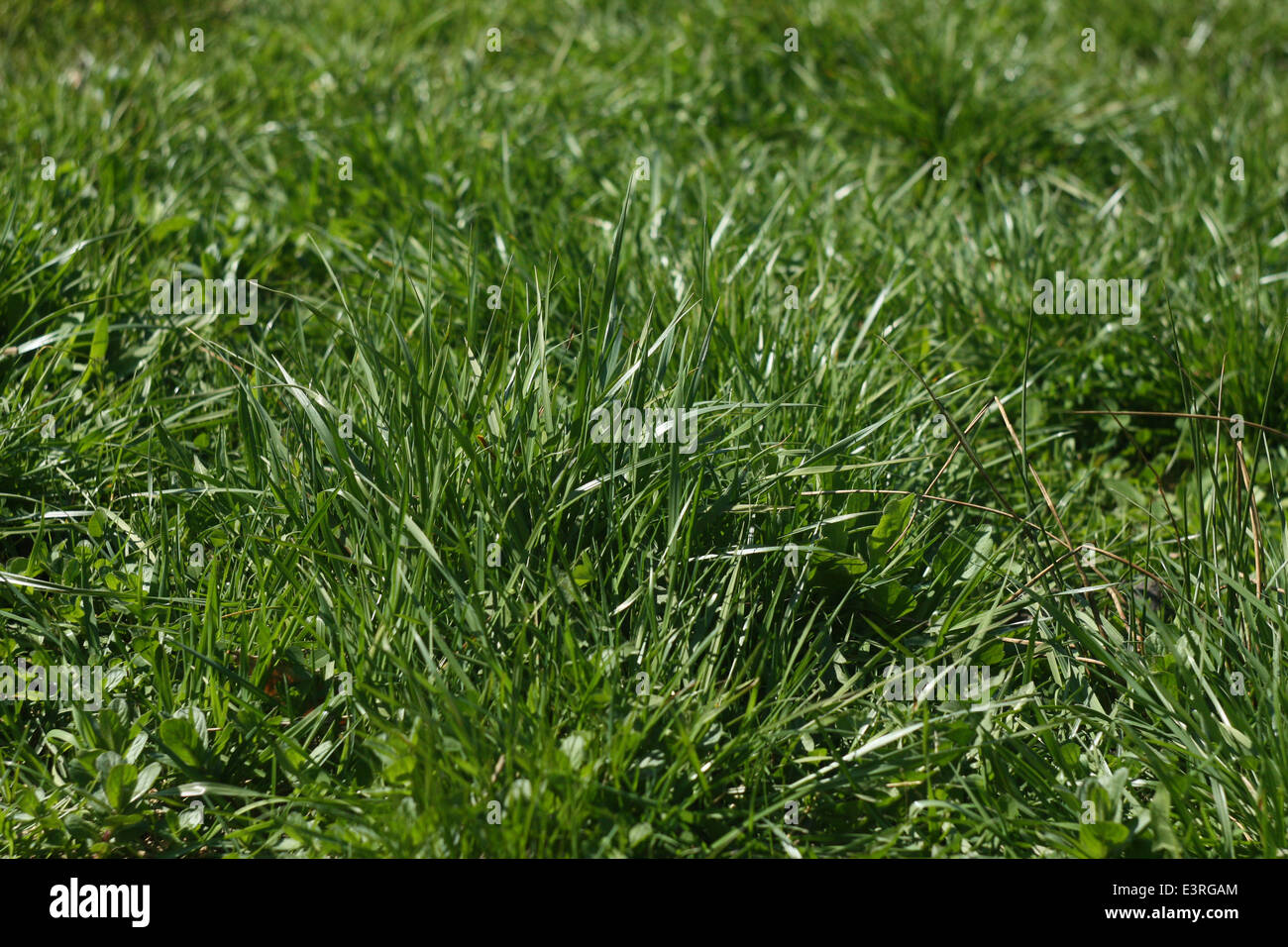 Close view tender green hi-res stock photography and images - Alamy