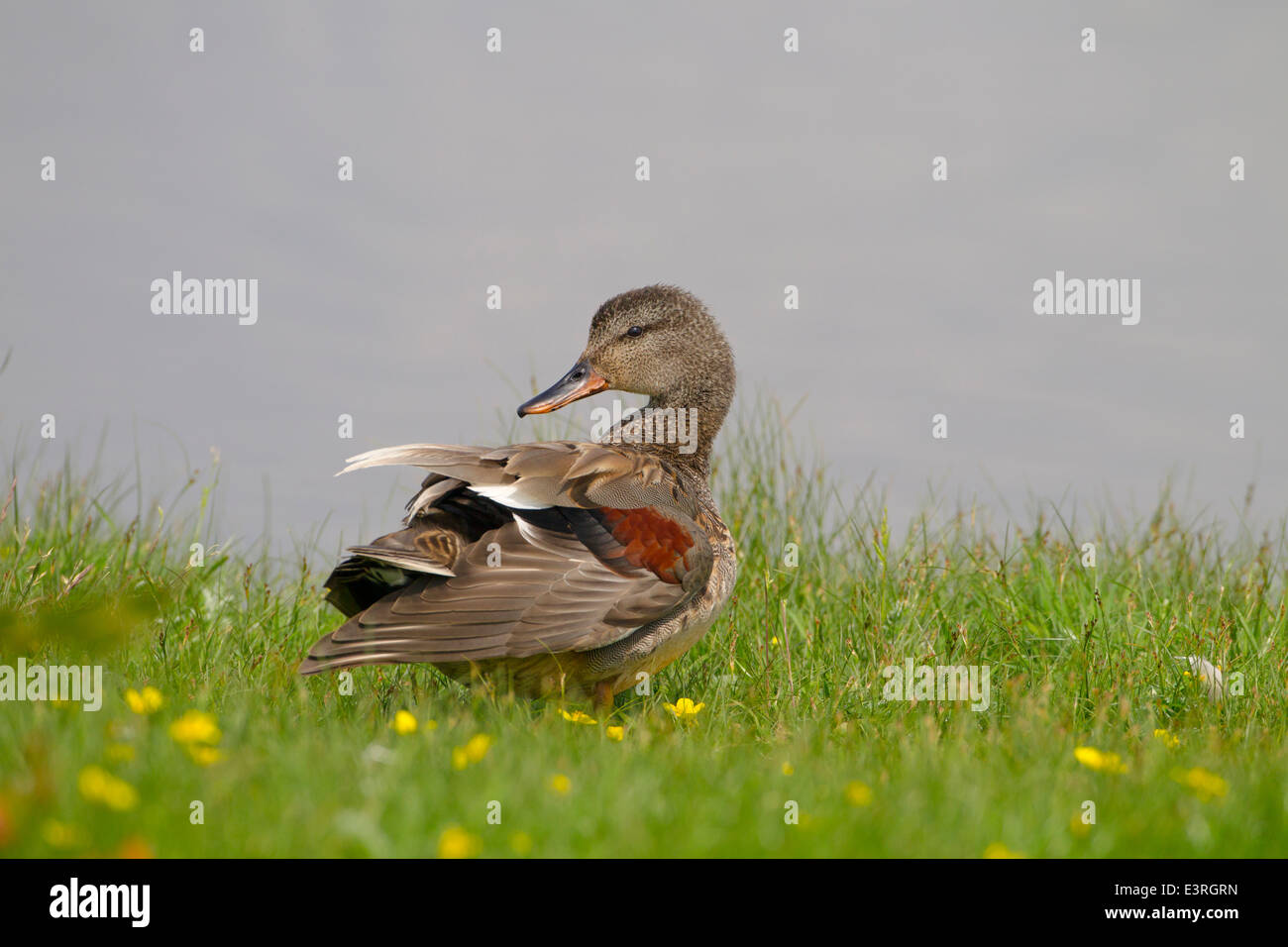 Gregarious bird species hi-res stock photography and images - Alamy