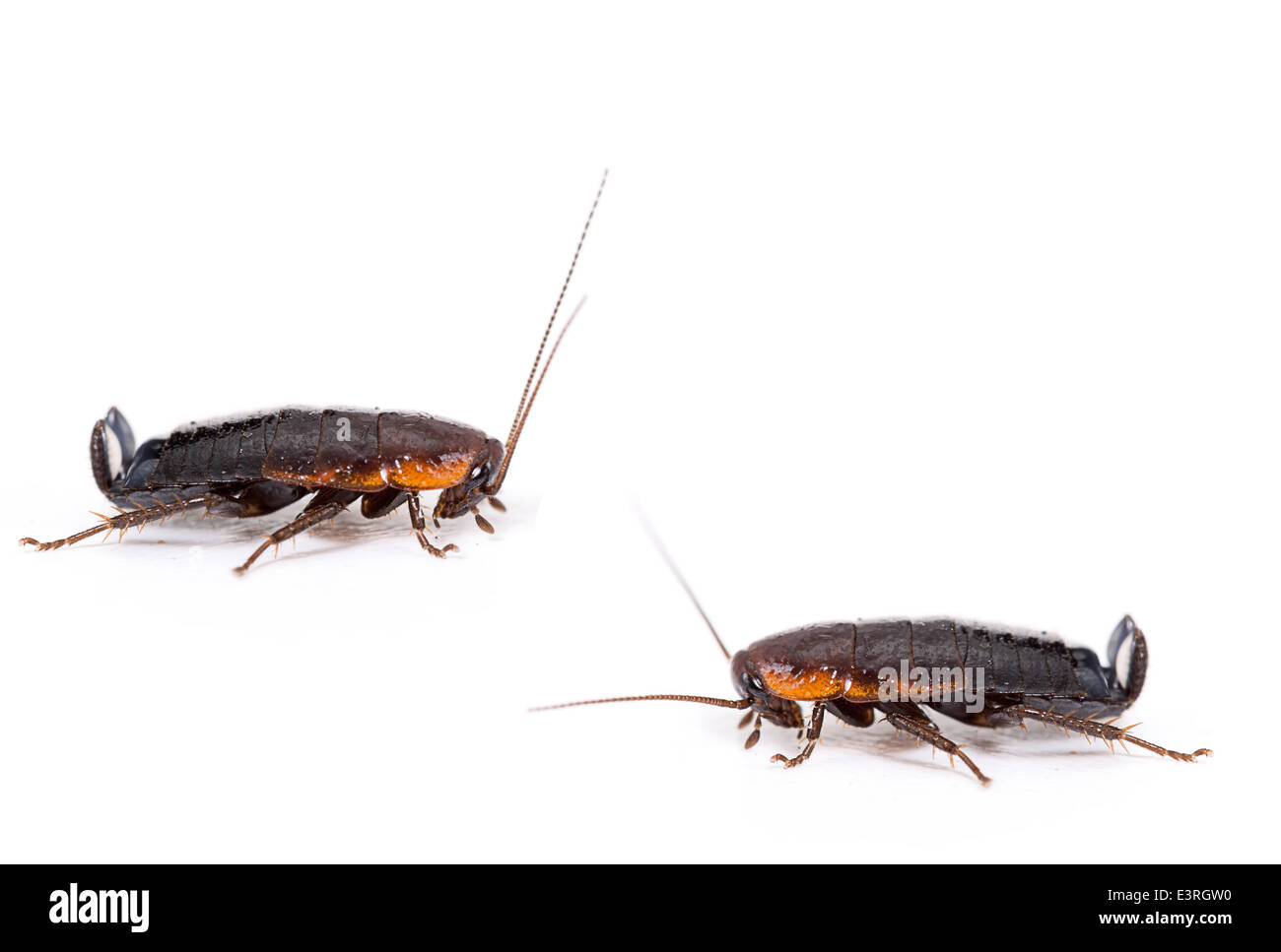 Common black cockroaches on white Stock Photo - Alamy