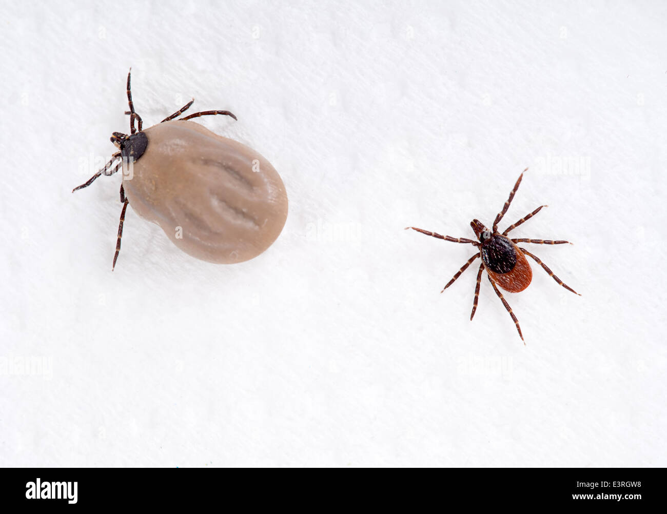 Deer tick ixodes scapularis hi-res stock photography and images - Alamy