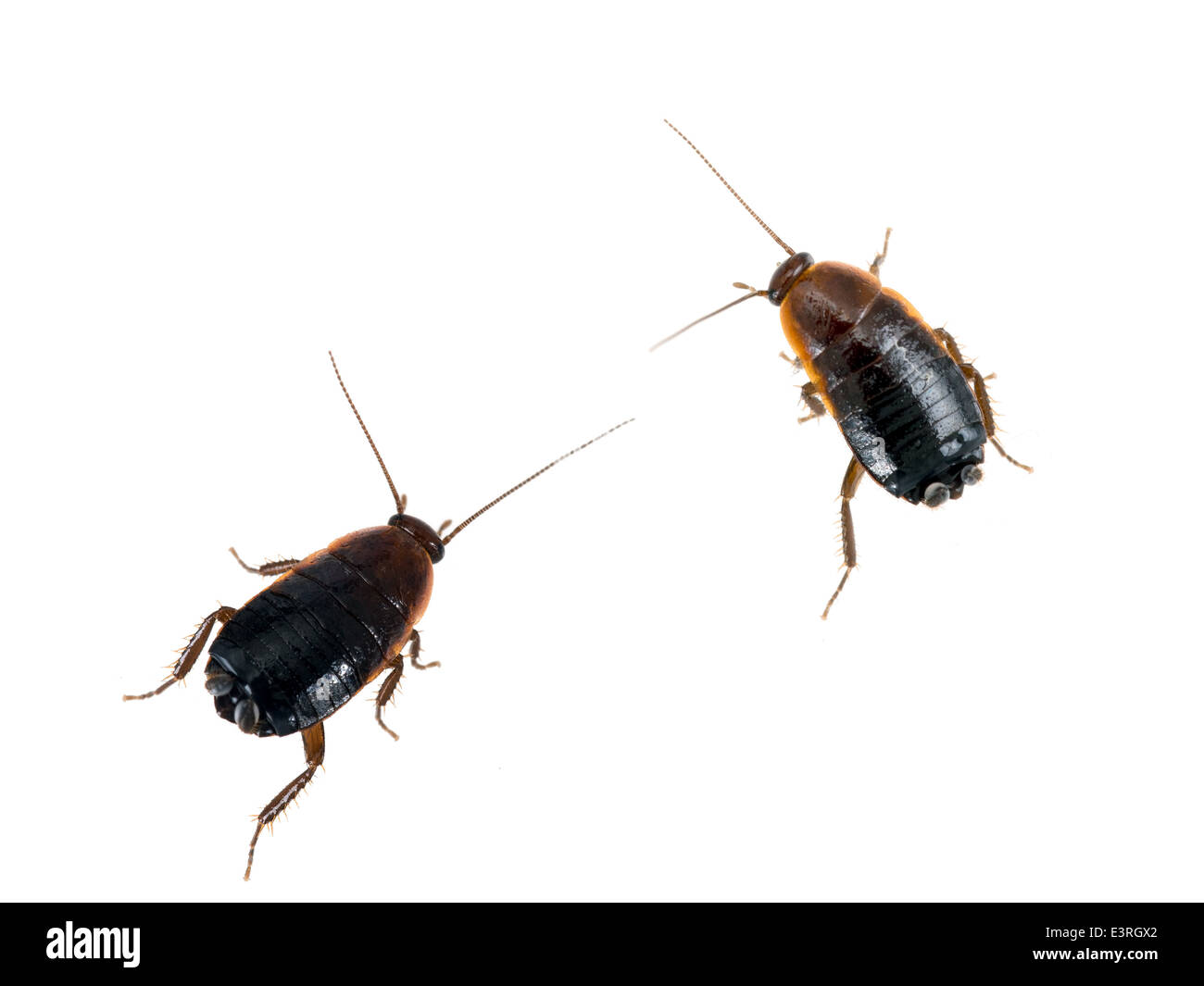 Oriental cockroaches Cut Out Stock Images & Pictures - Alamy