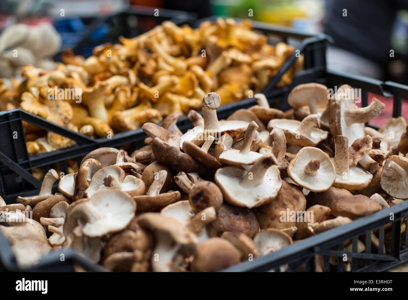 Various fungi collection hi-res stock photography and images - Alamy